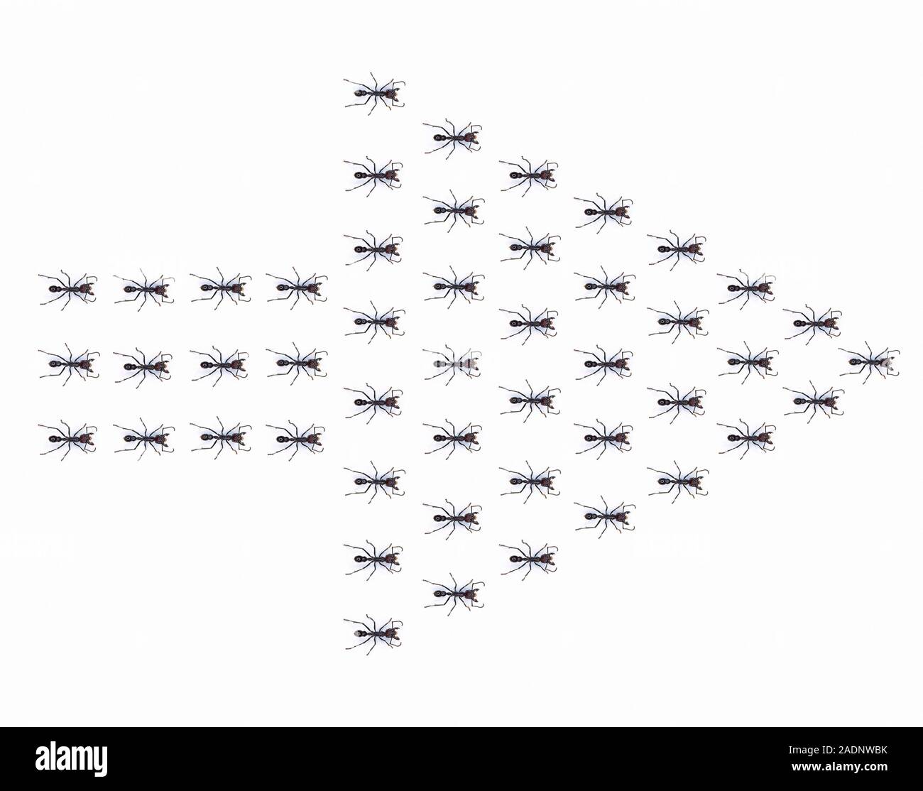Ant arrow. Composite image of unidentified ants (family Formicidae ...