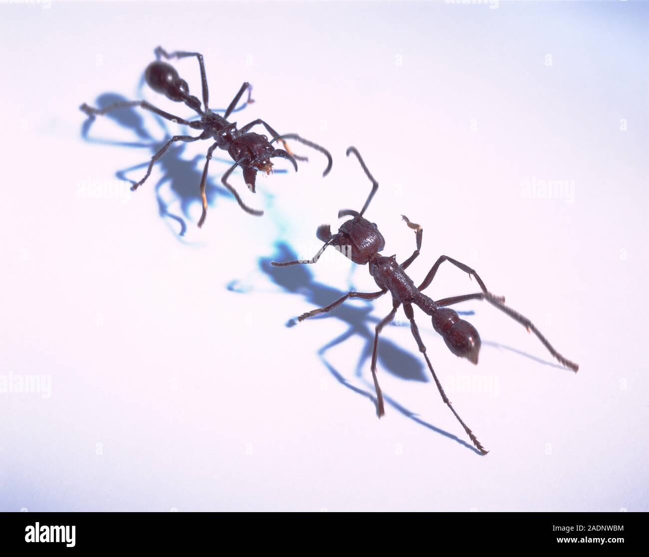 Ants. Two unidentified ants (family Formicidae) standing face-to-face ...