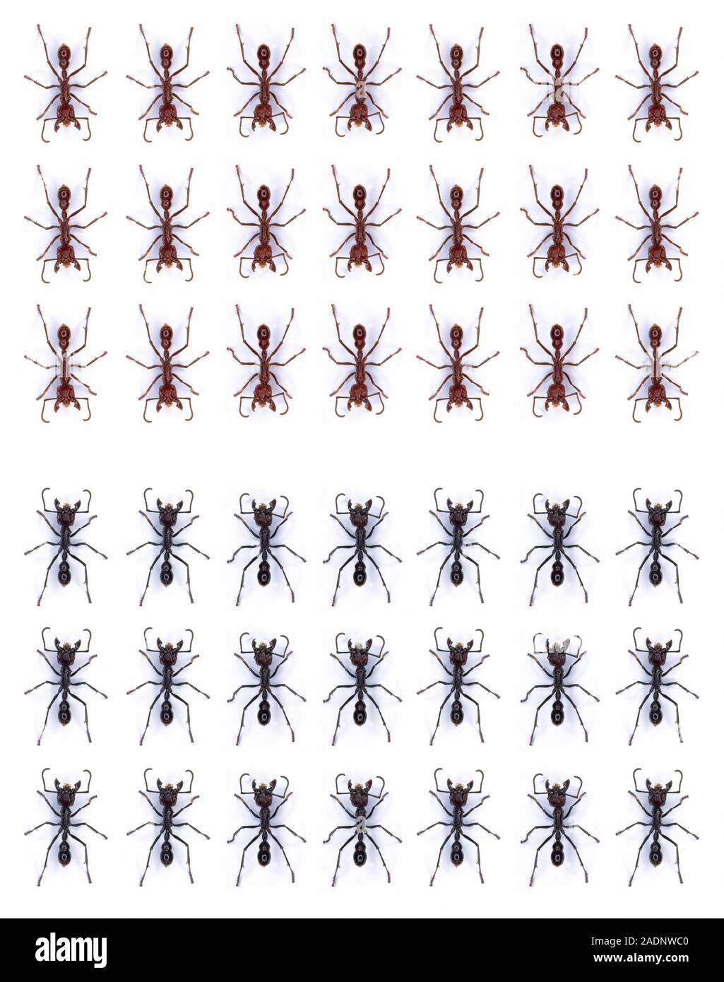 Rows of ants. Composite image of rows of unidentified ants (family ...