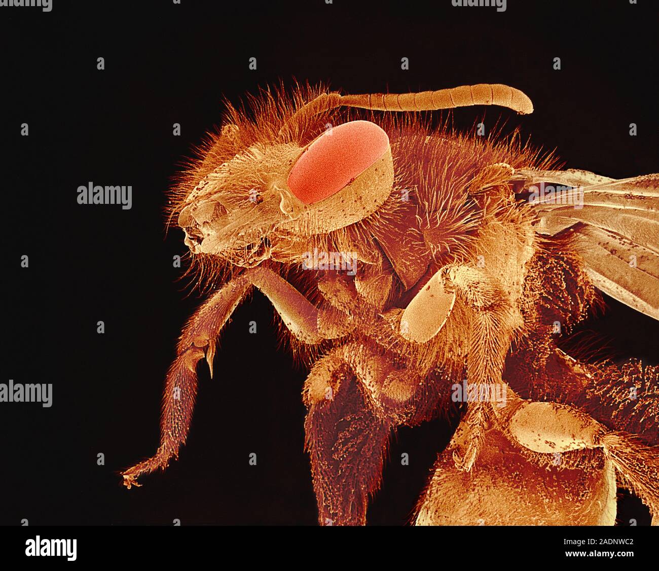 Bee. Coloured scanning electron micrograph (SEM) of an unidentified bee ...