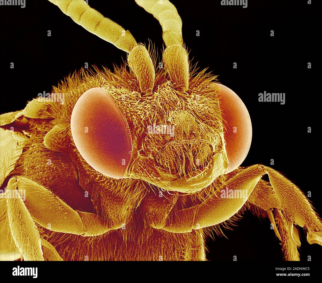 Bee head. Coloured scanning electron micrograph (SEM) of the head of an ...