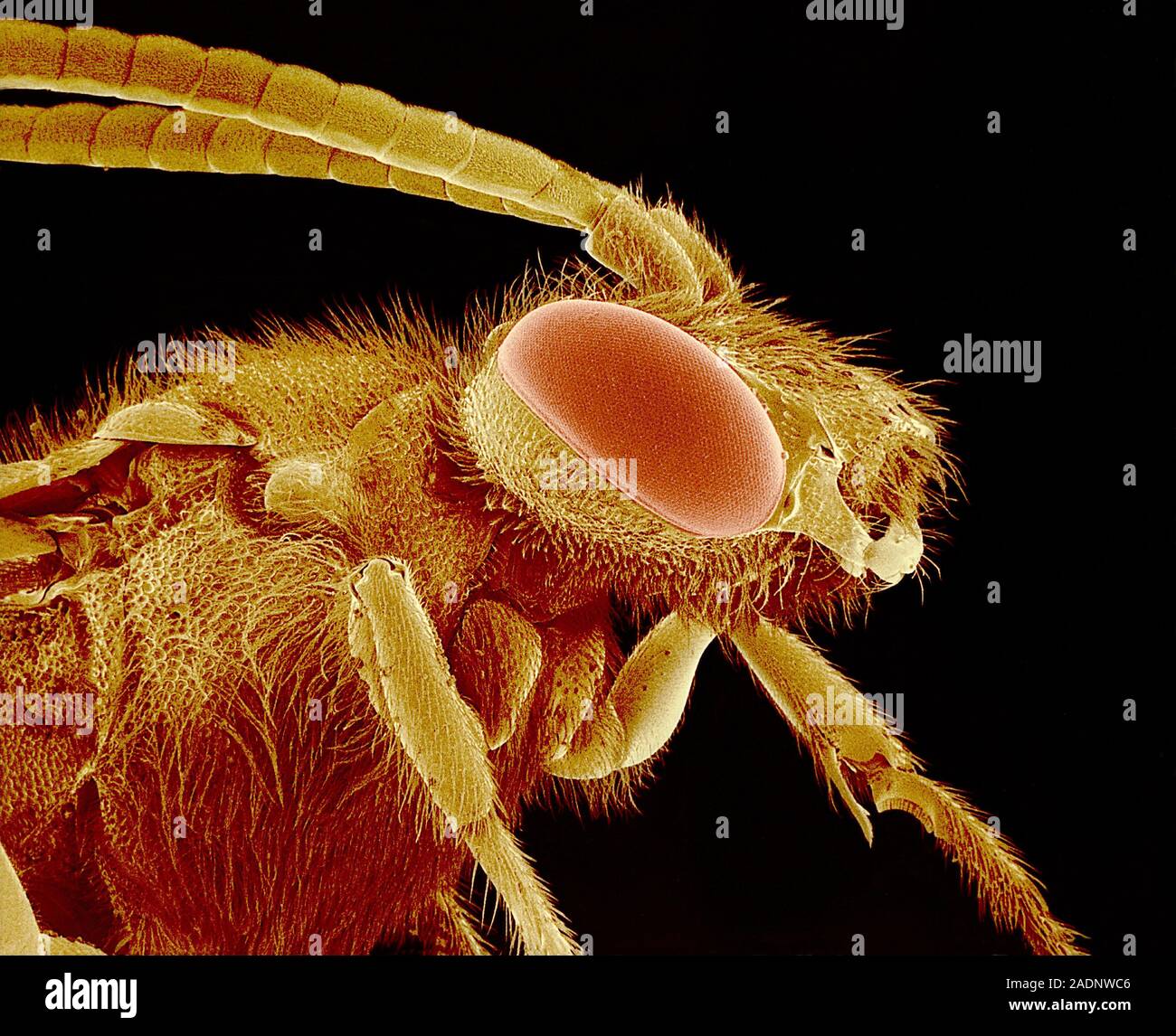 Bee. Coloured scanning electron micrograph (SEM) of an unidentified bee ...