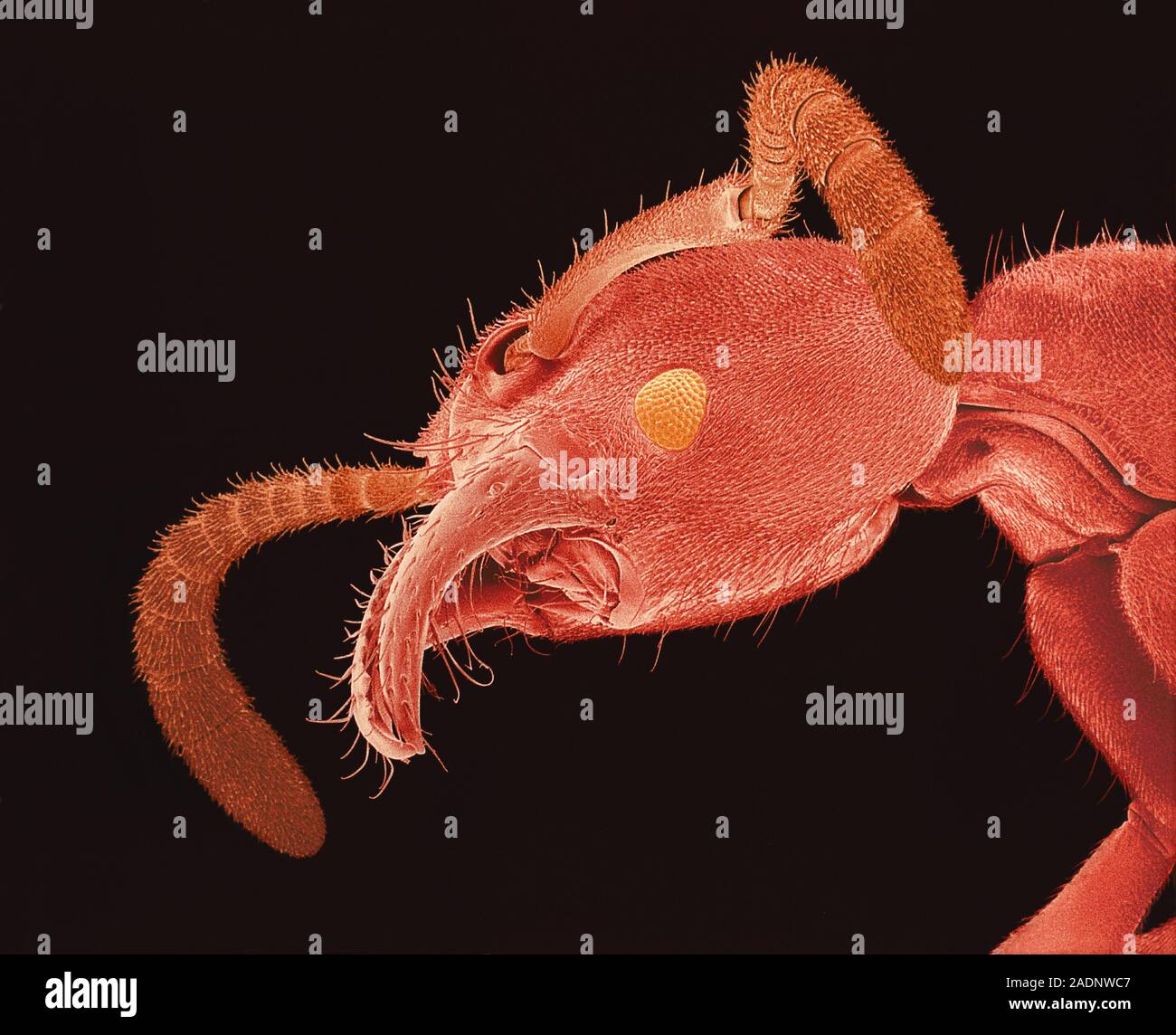 Ant head. Coloured scanning electron micrograph (SEM) of the head of an ...