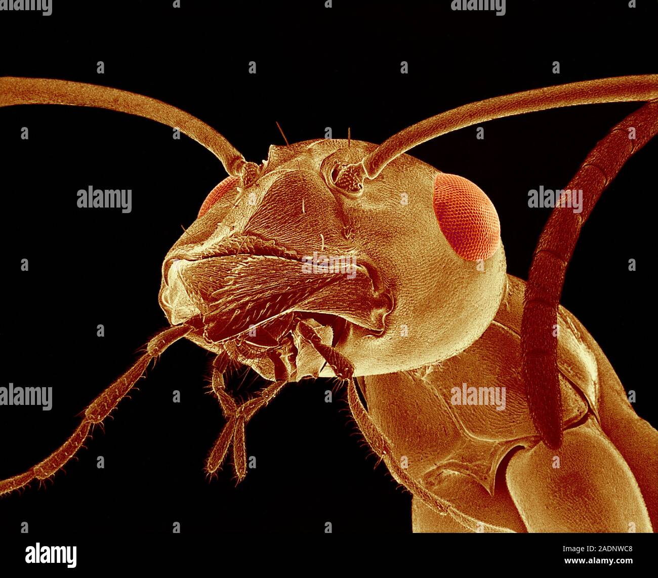 Ant head. Coloured scanning electron micrograph (SEM) of the head of an ...
