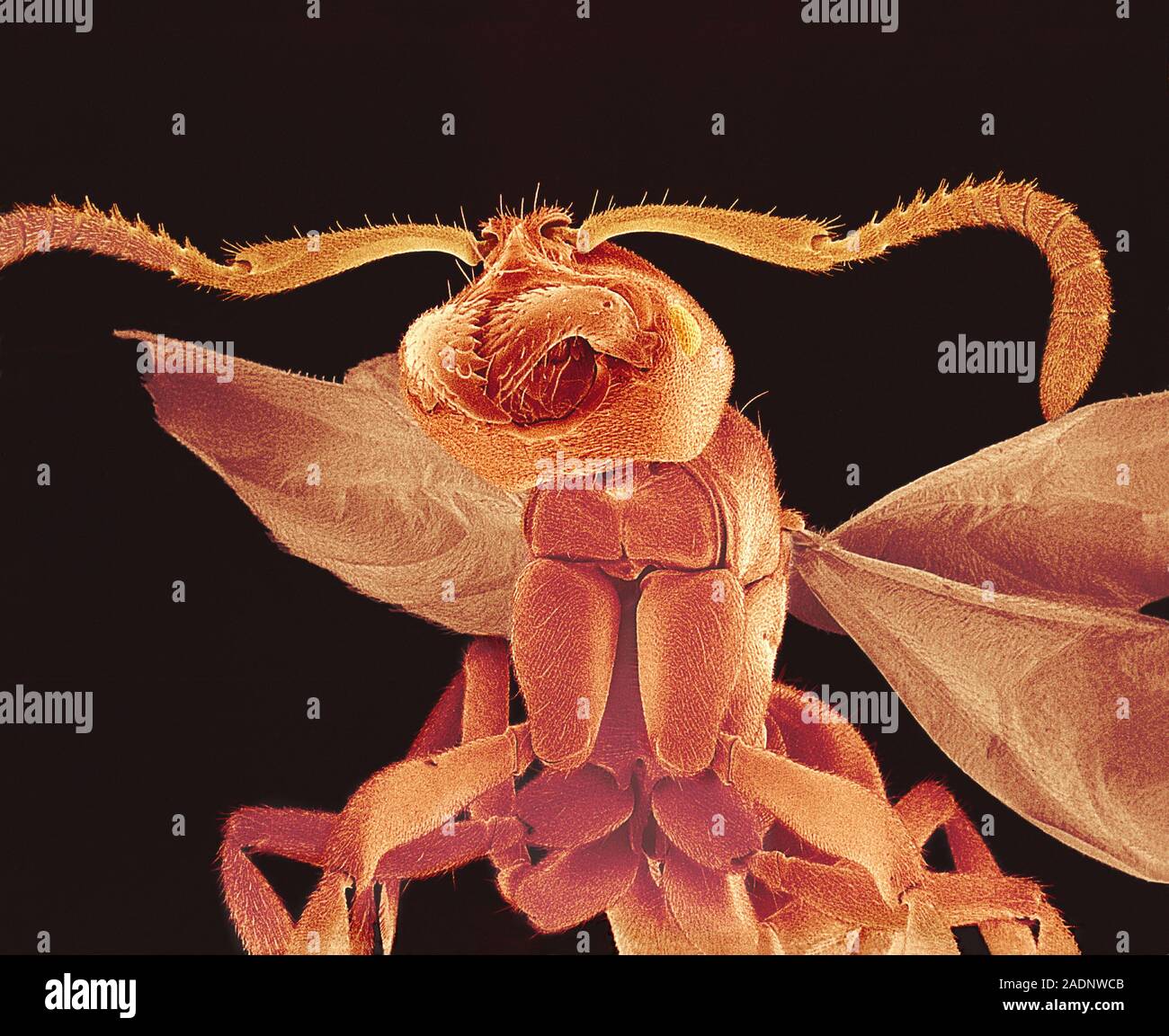 Winged ant. Coloured scanning electron micrograph (SEM) of an ...
