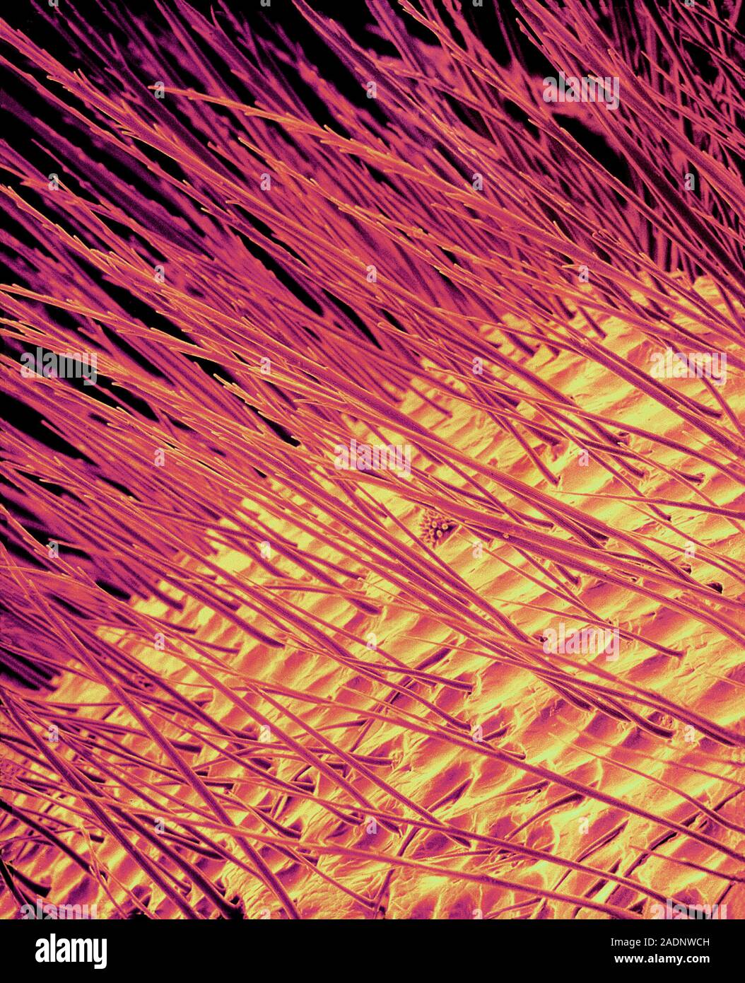 Bee hairs. Coloured scanning electron micrograph (SEM) of hairs on the ...