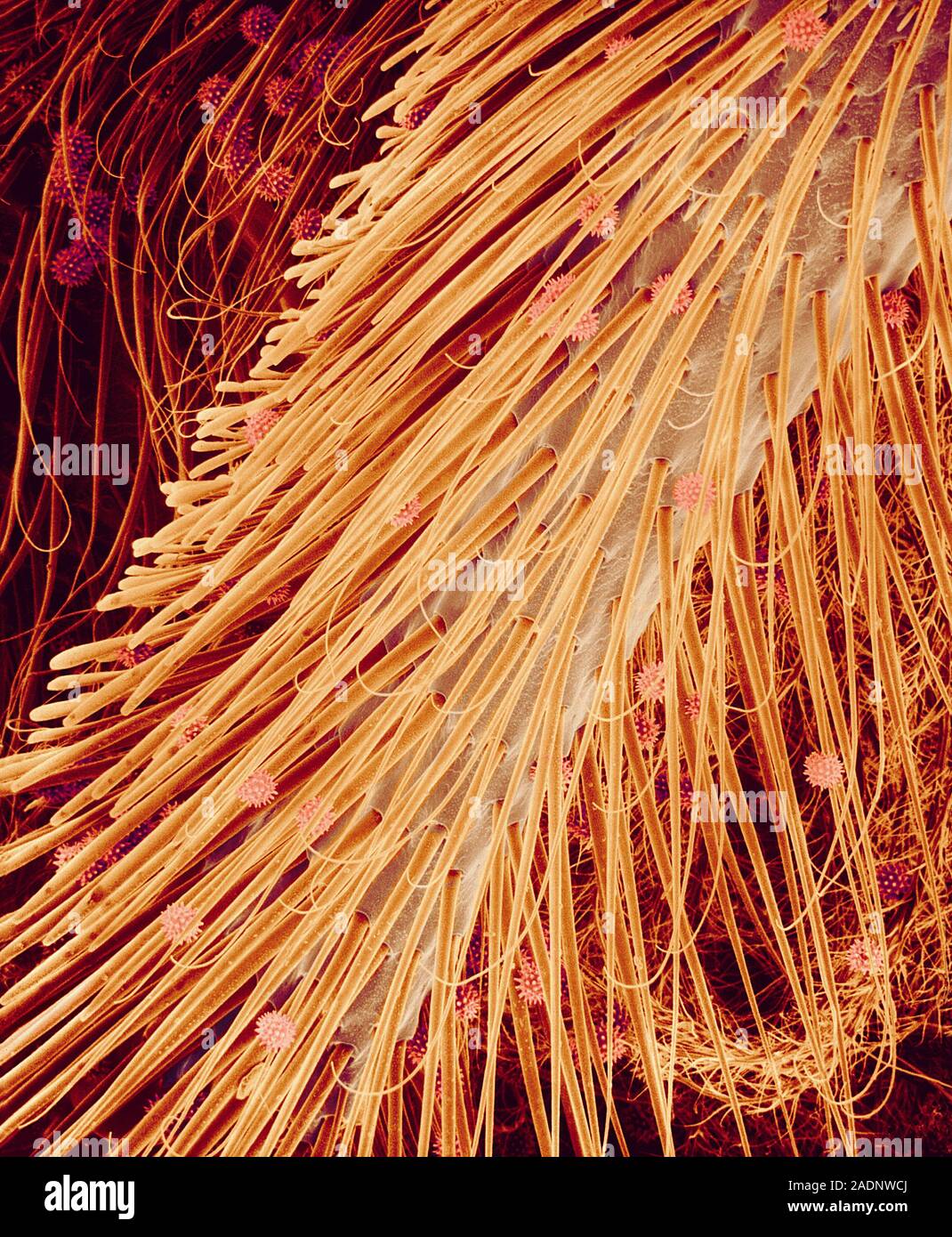 Bee hairs. Coloured scanning electron micrograph (SEM) of hairs on the ...