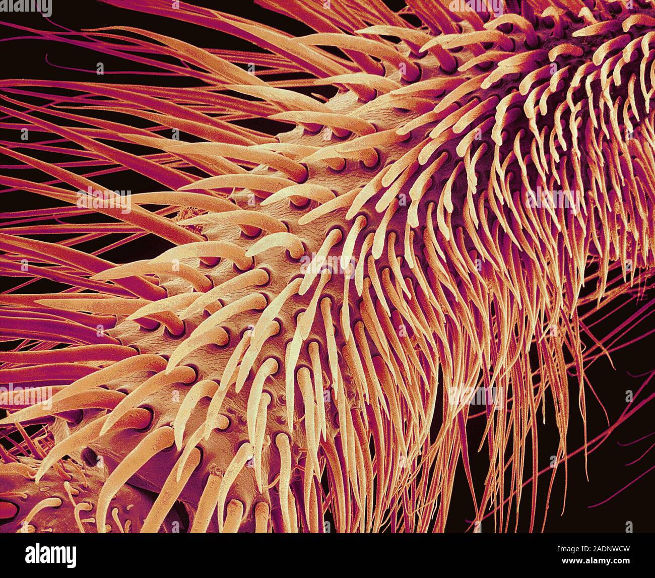 Bee Hairs Coloured Scanning Electron Micrograph Sem Of Hairs On The Leg Of A Honey Bee Apis
