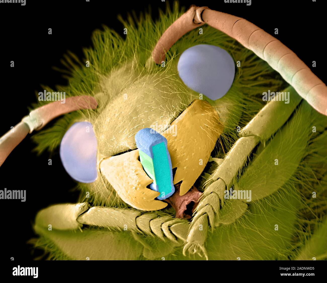 Wasp With Microchip Coloured Scanning Electron Micrograph Sem Of A