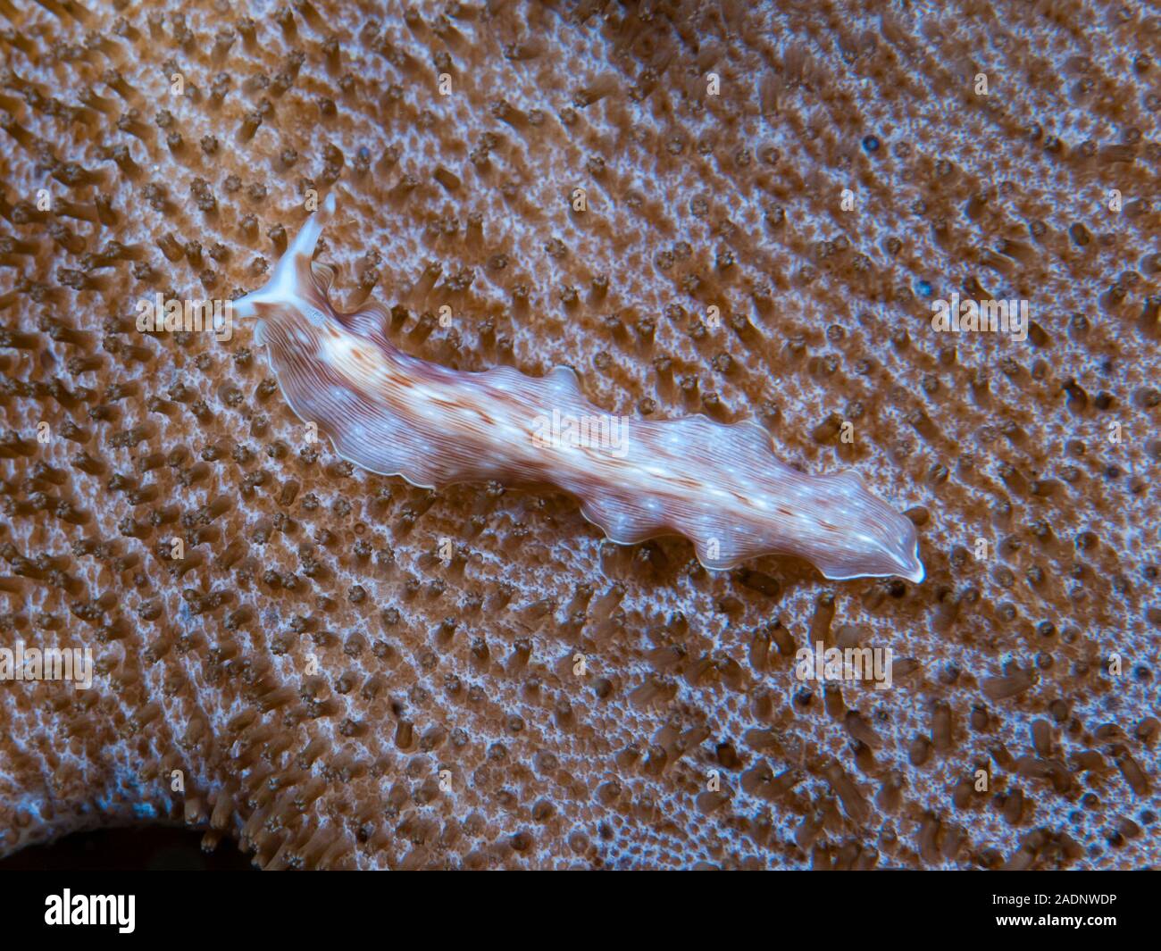 Prostheceraeus sp hi-res stock photography and images - Alamy