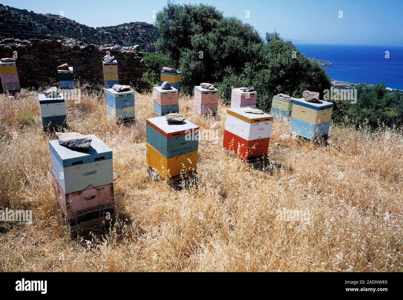 Bee hives. Modified crates used as bee hives to keep honeybees ...