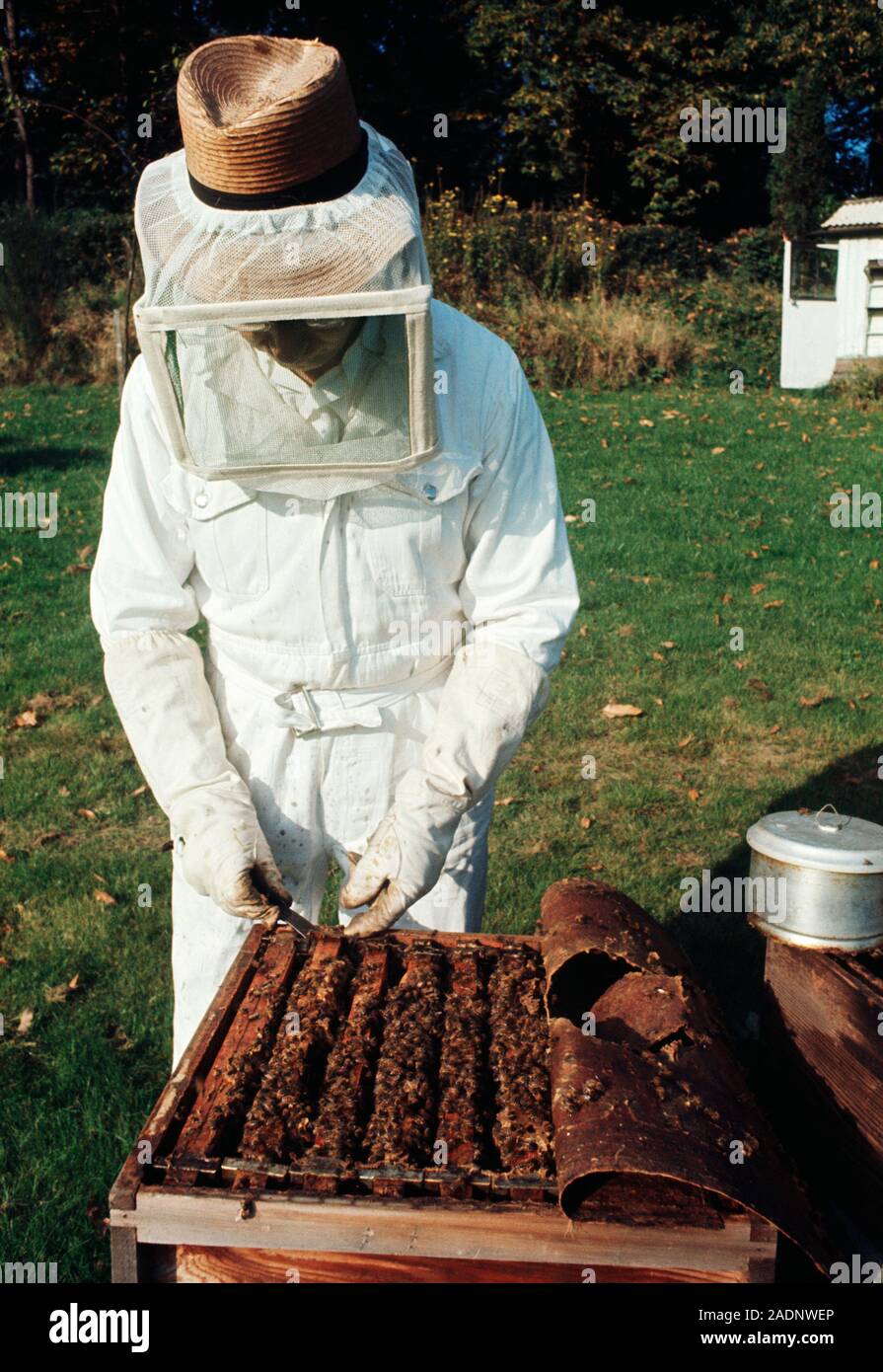 Beekeeping. Beekeeper in full protective clothing maintaining super ...