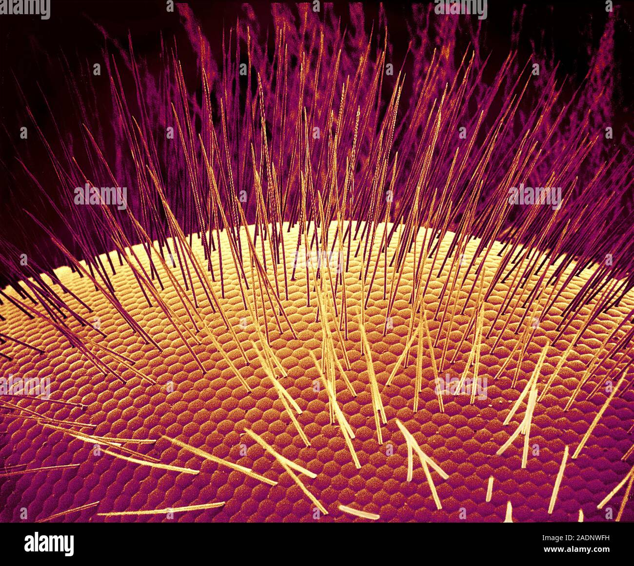 Bee Eye Coloured Scanning Electron Micrograph Sem Of The Compound Eye Of A Honey Bee Apis