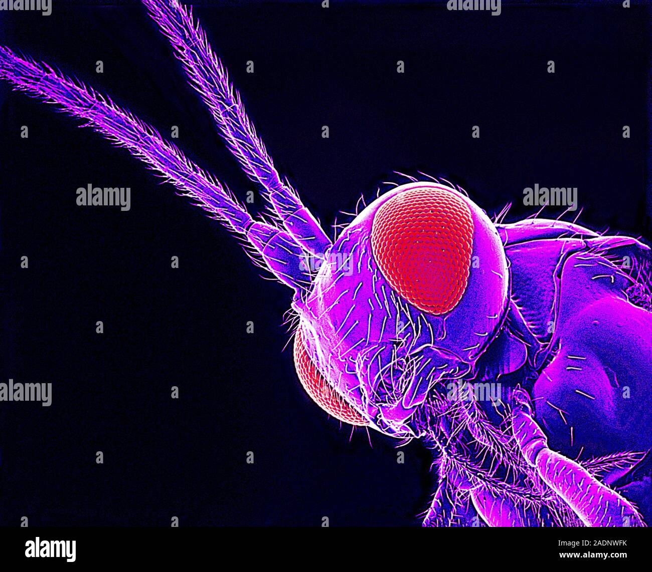 Bee. Coloured scanning electron micrograph (SEM) of the head of an ...