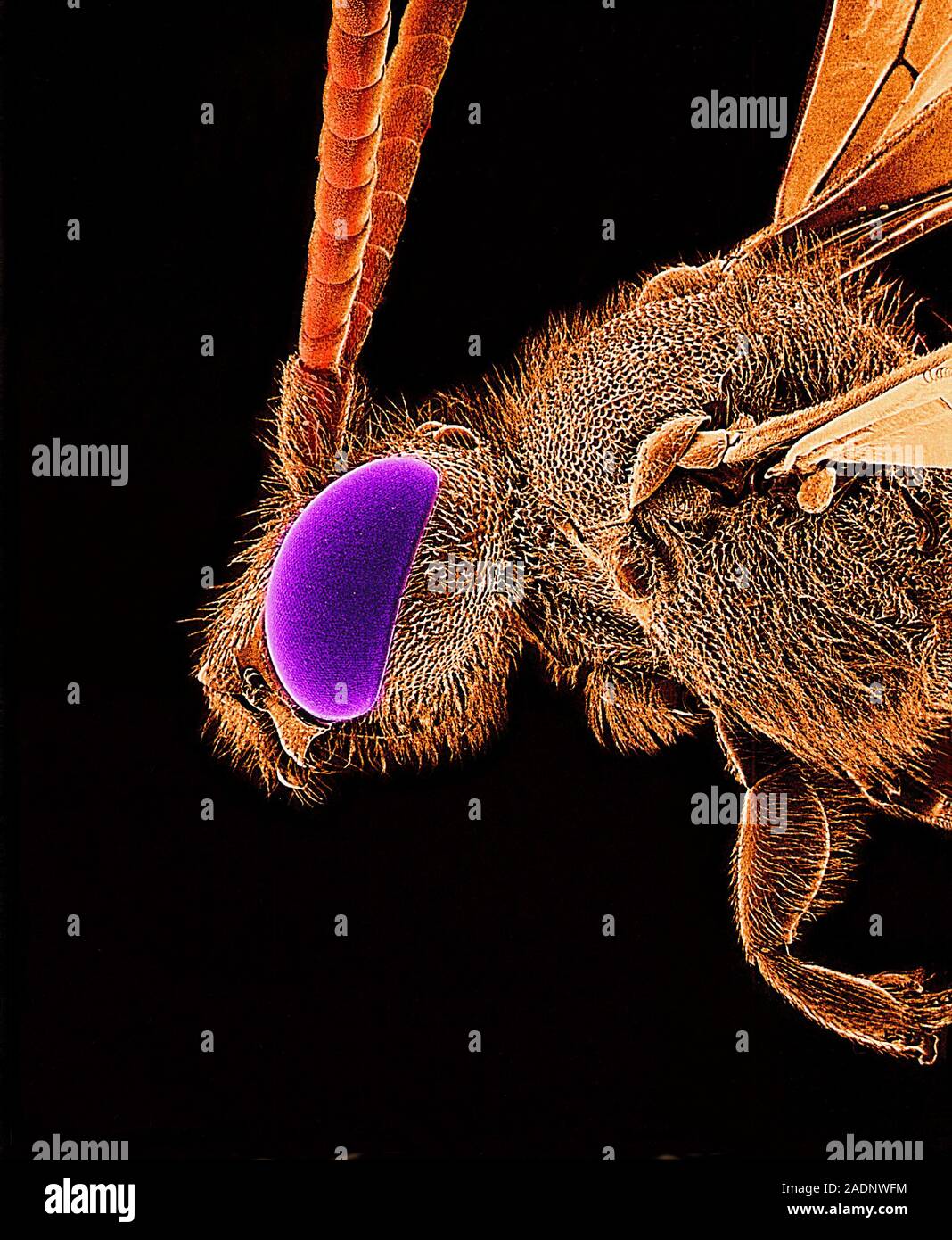 Bee. Coloured scanning electron micrograph (SEM) of the head of an ...