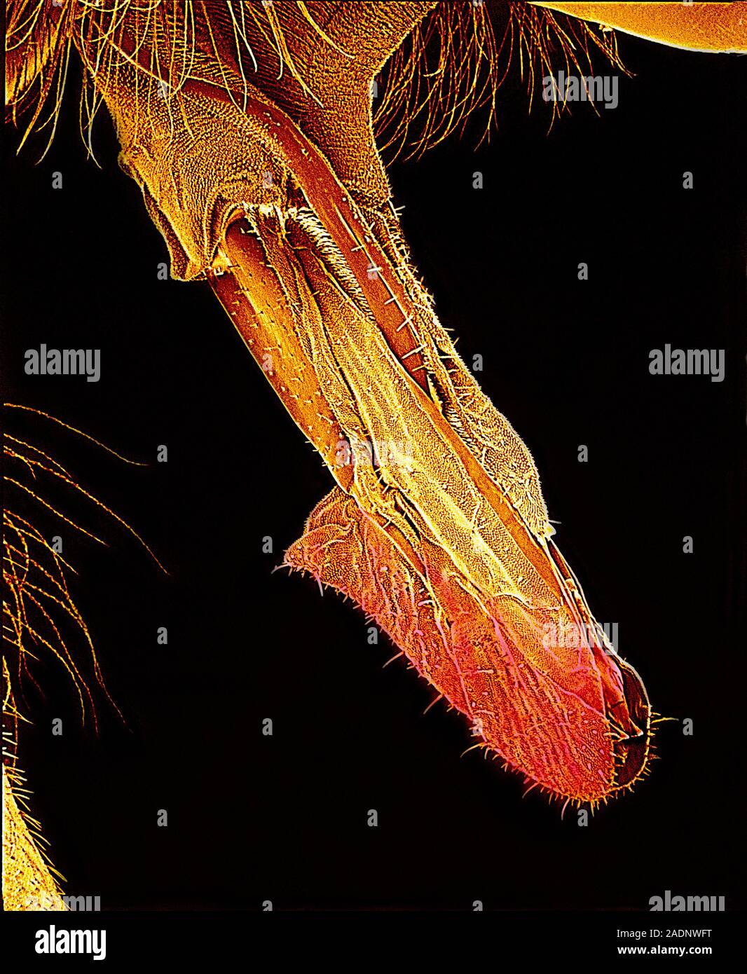 Bee proboscis. Coloured scanning electron micrograph (SEM) of the tip ...