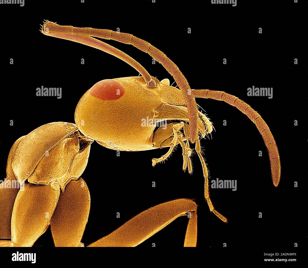 Ant head. Coloured scanning electron micrograph (SEM) of an ...