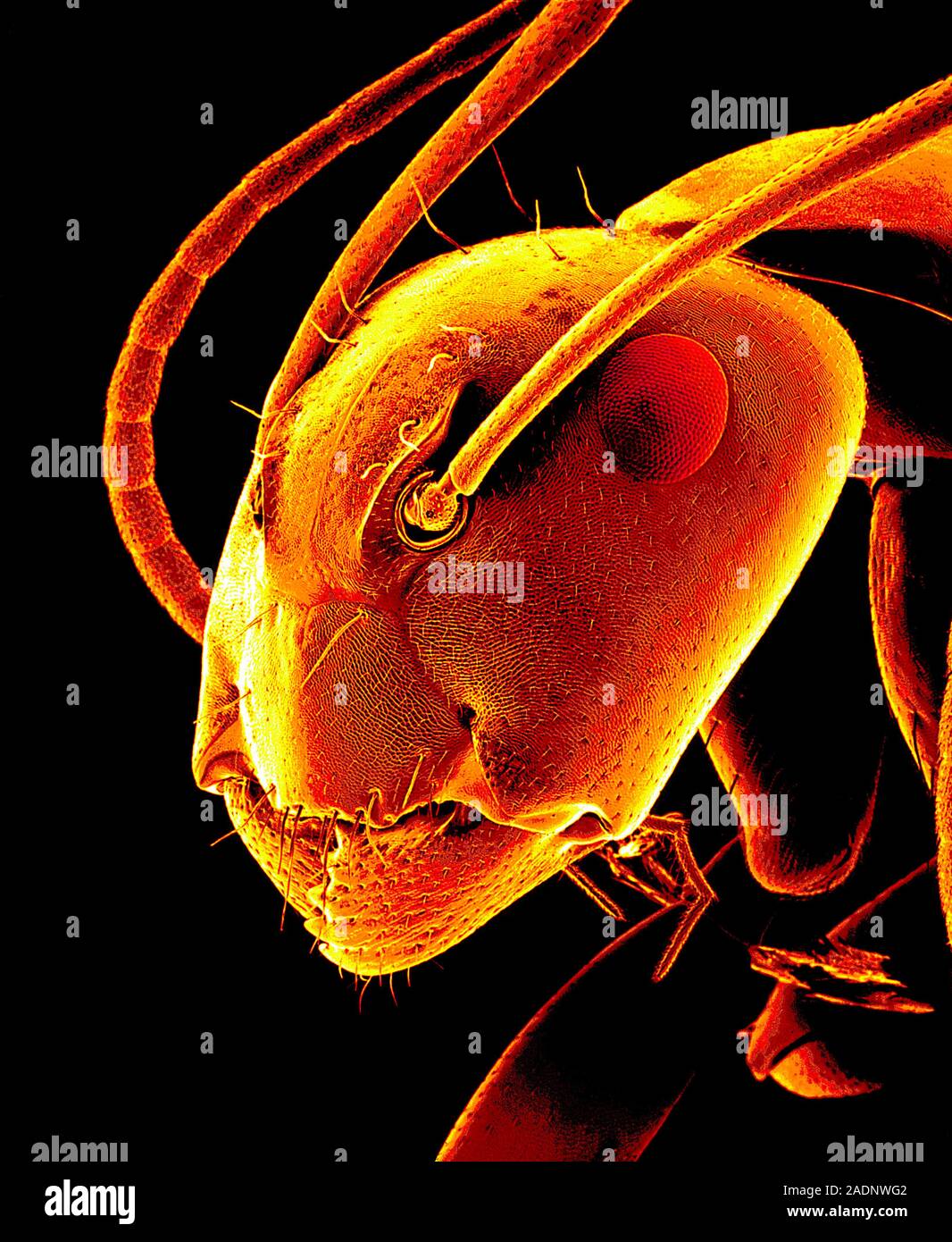 Ant head. Coloured scanning electron micrograph (SEM) of an ...