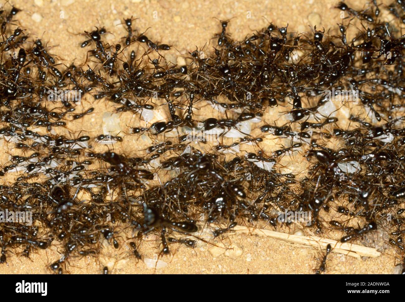 African army ants (Dorylus sp.) on the march. The central lane of ants ...