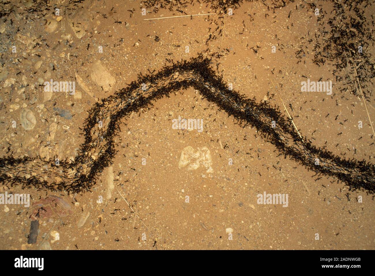 African army ants (Dorylus sp.) on the march. The central lane of ants ...