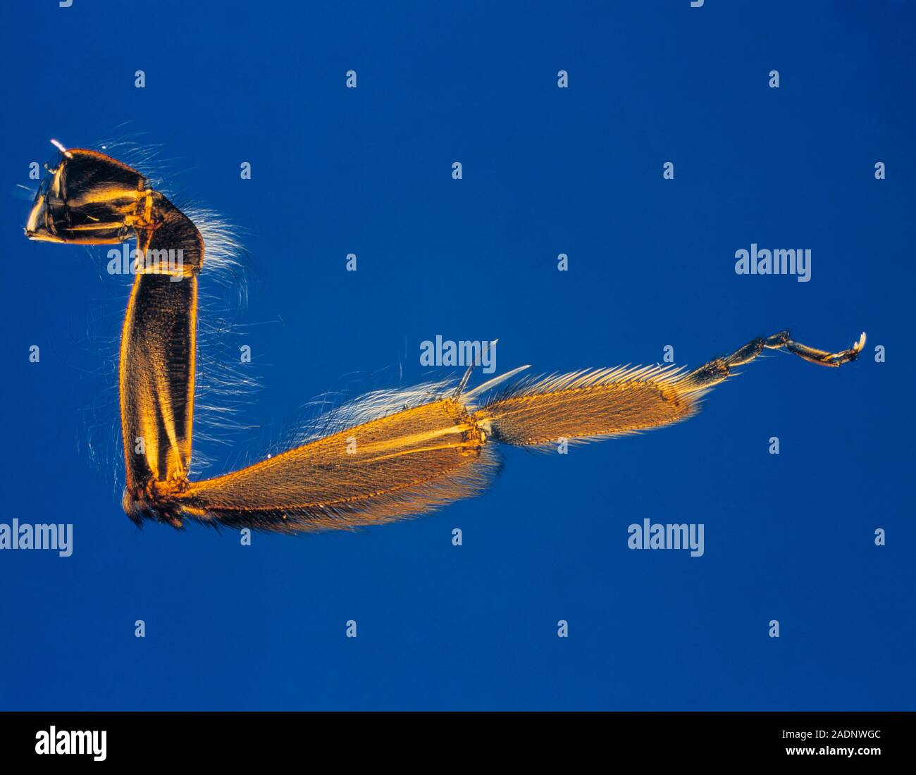 Honeybee leg. Light micrograph of the hind leg of a honeybee (Apis ...