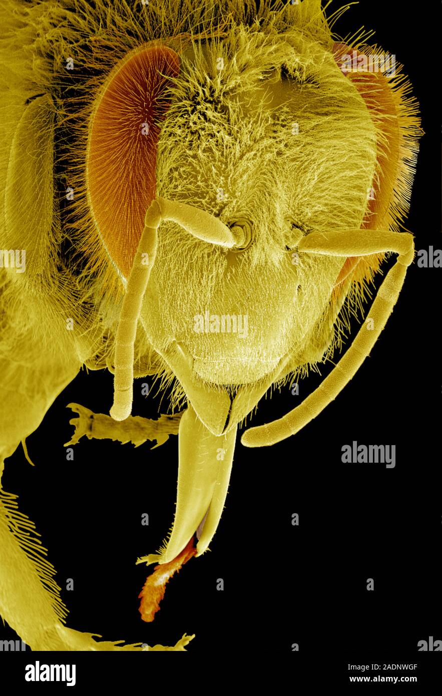 Honey bee. Coloured scanning electron micrograph of the head of a honey bee (Apis mellifica ...