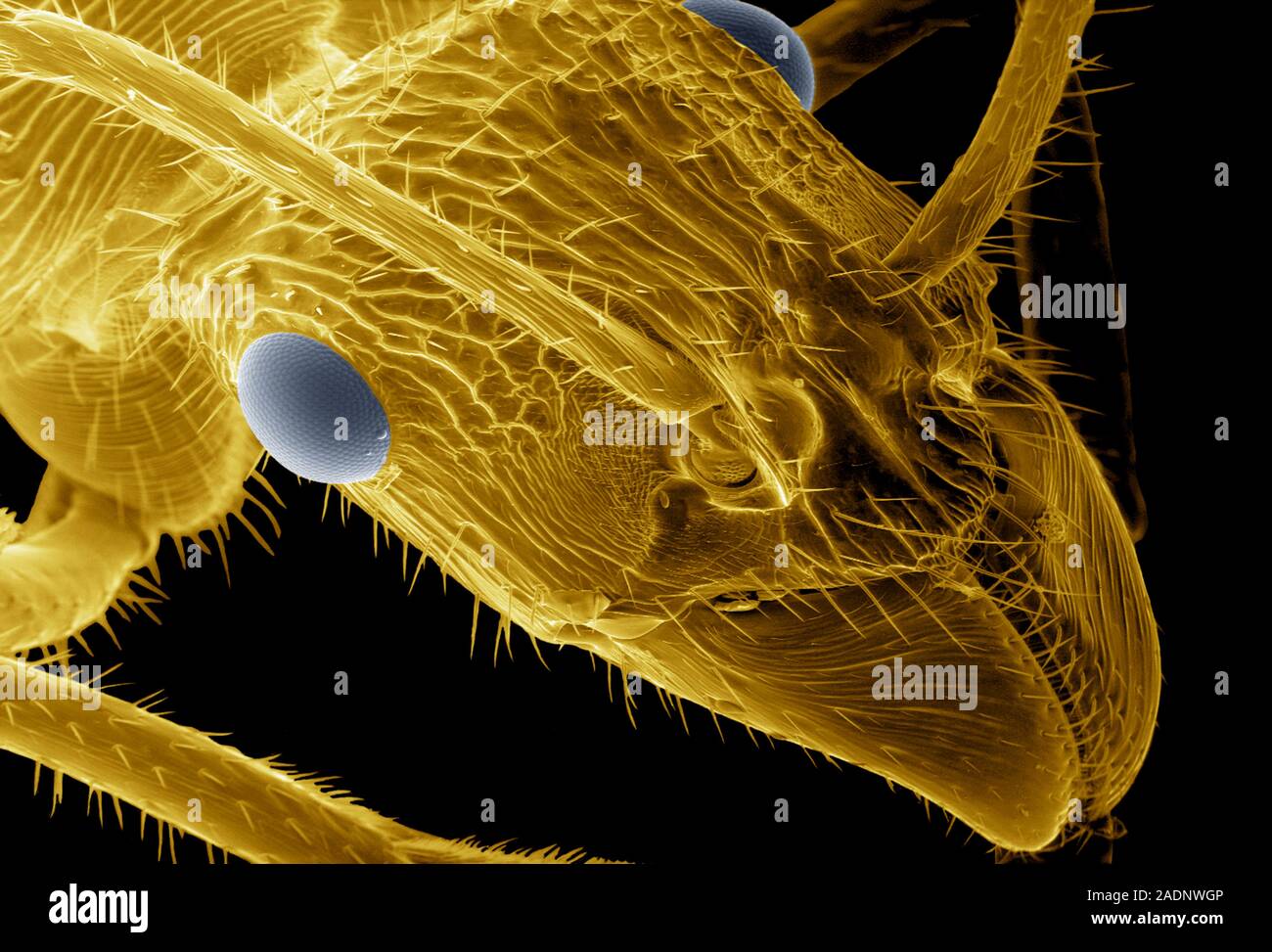 Ant head. Coloured scanning electron micrograph (SEM) of the head of an ...