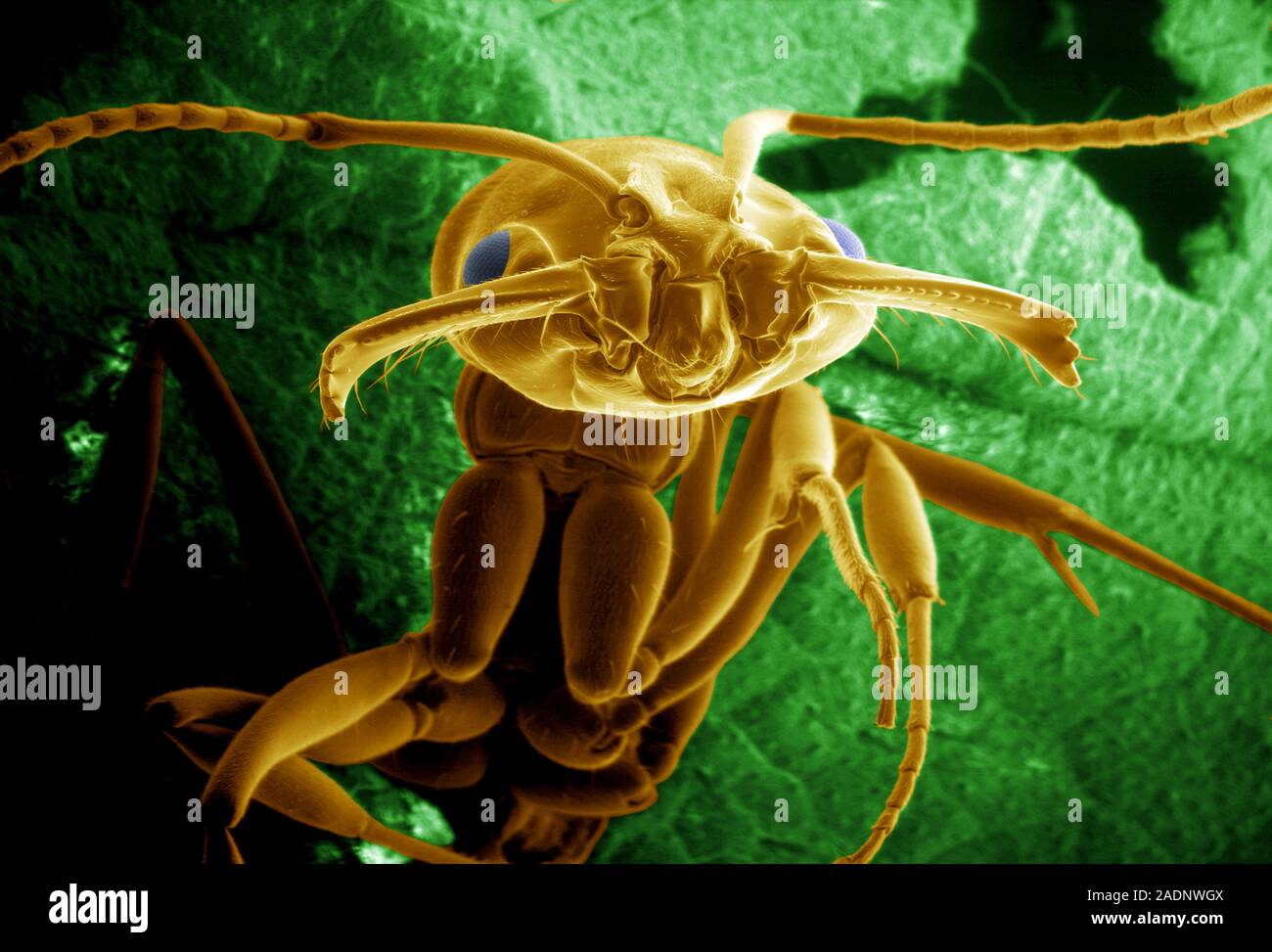 Bear trap ant. Coloured scanning electron micrograph (SEM) of a bear ...