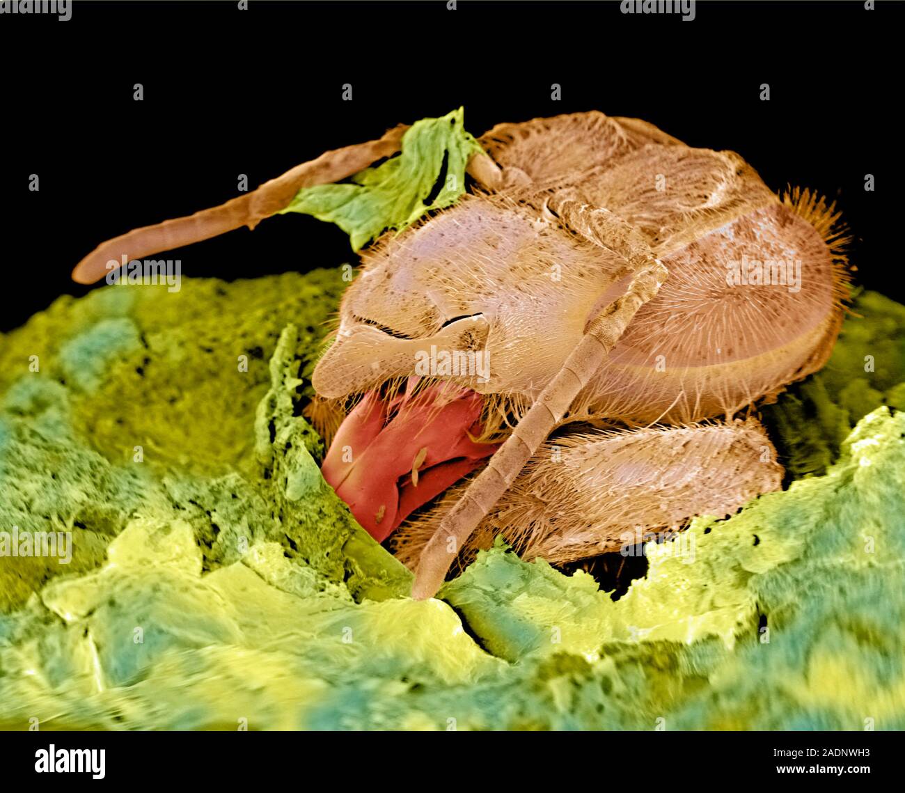 Honey Bee Hatching Coloured Scanning Electron Micrograph Sem Of A European Honey Bee Apis