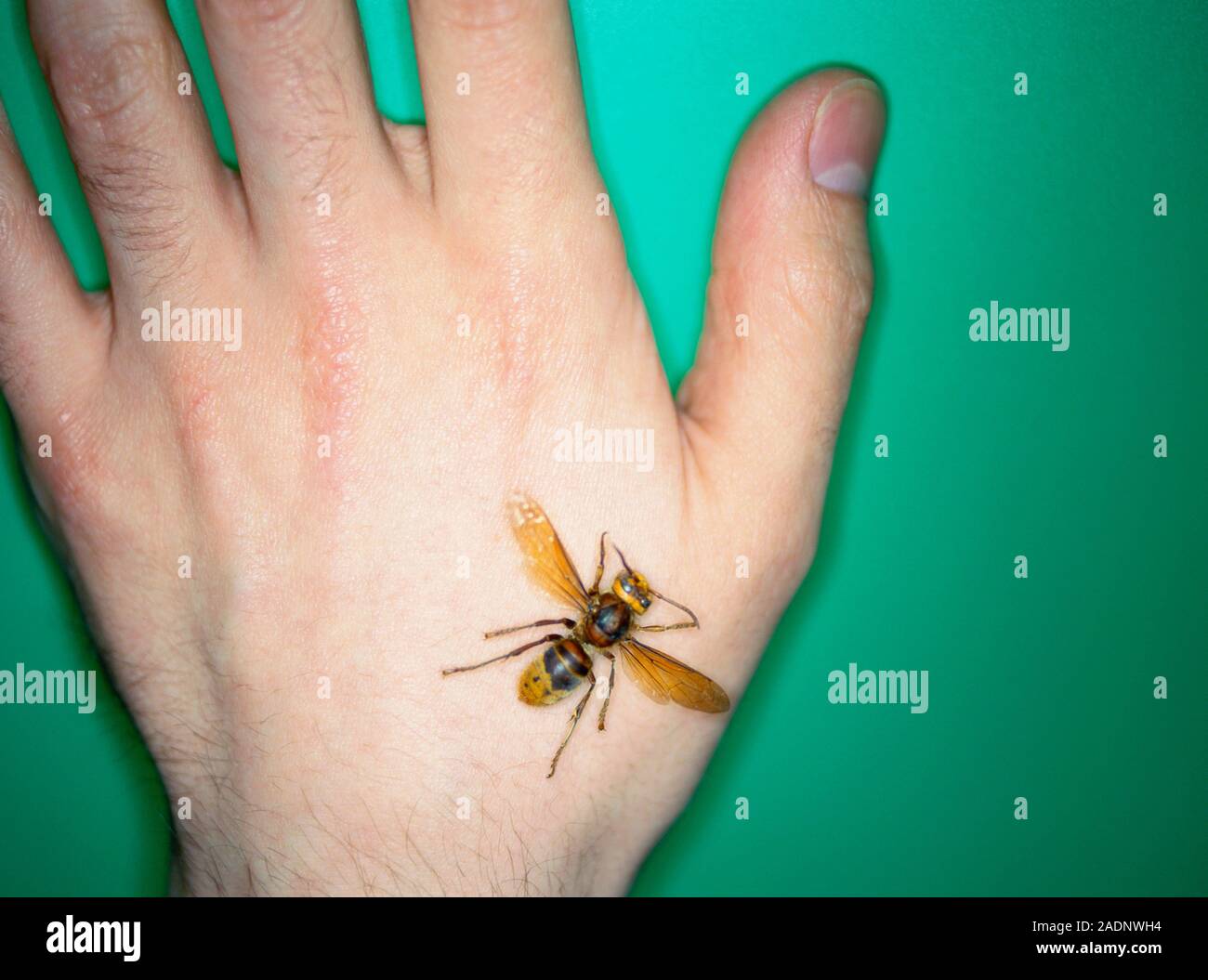 European hornet (Vespa crabro) on a man's hand. It is the largest of ...