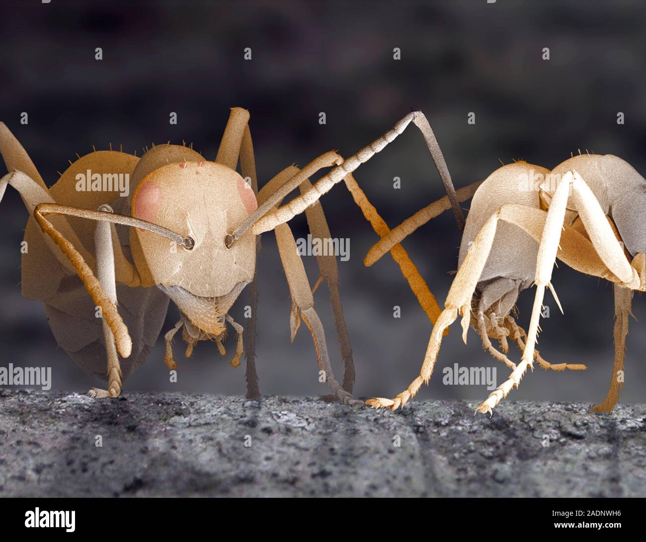 Ant communication. Coloured scanning electron micrograph (SEM) of two ...