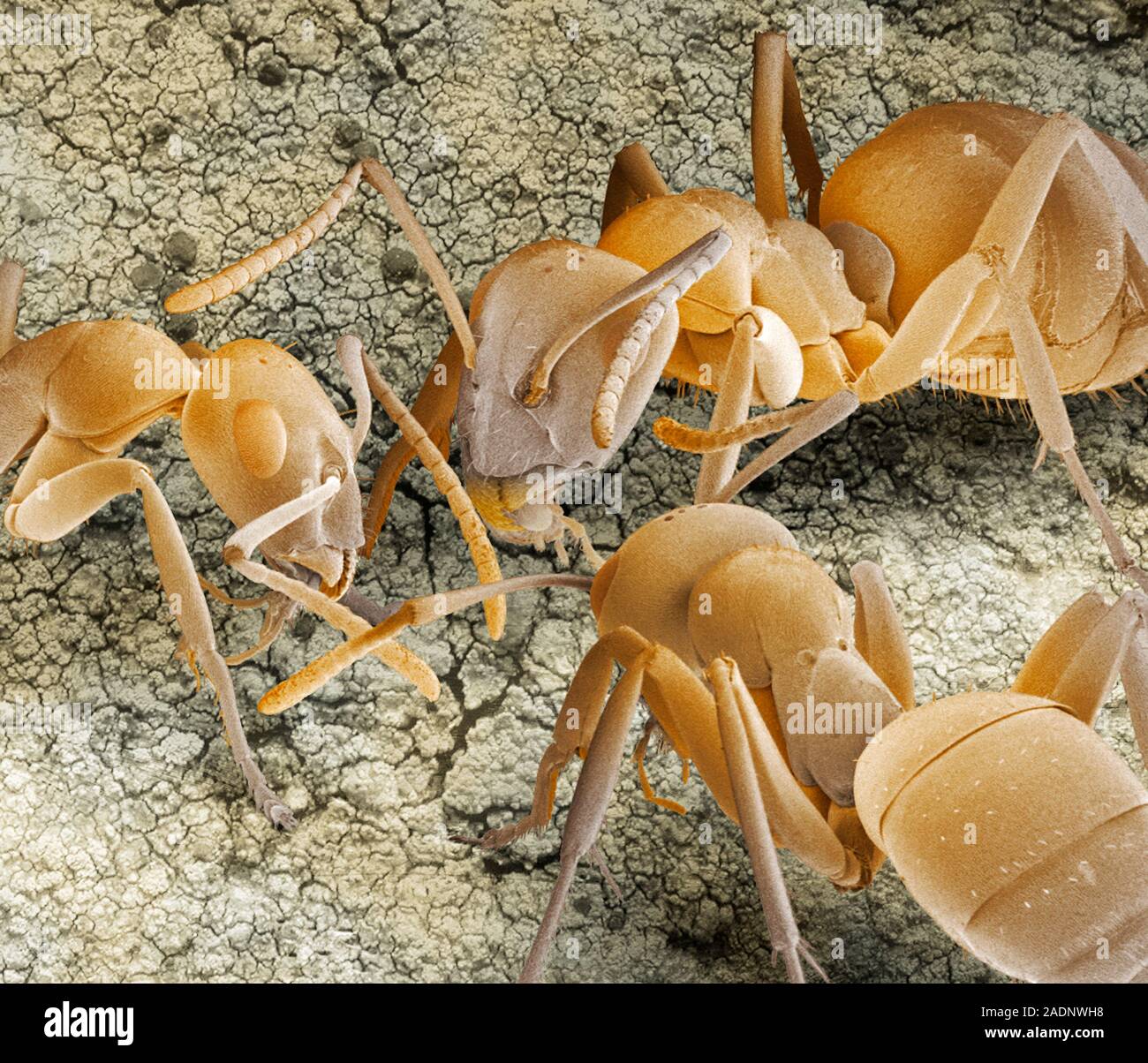 Ant communication. Coloured scanning electron micrograph (SEM) of three ...