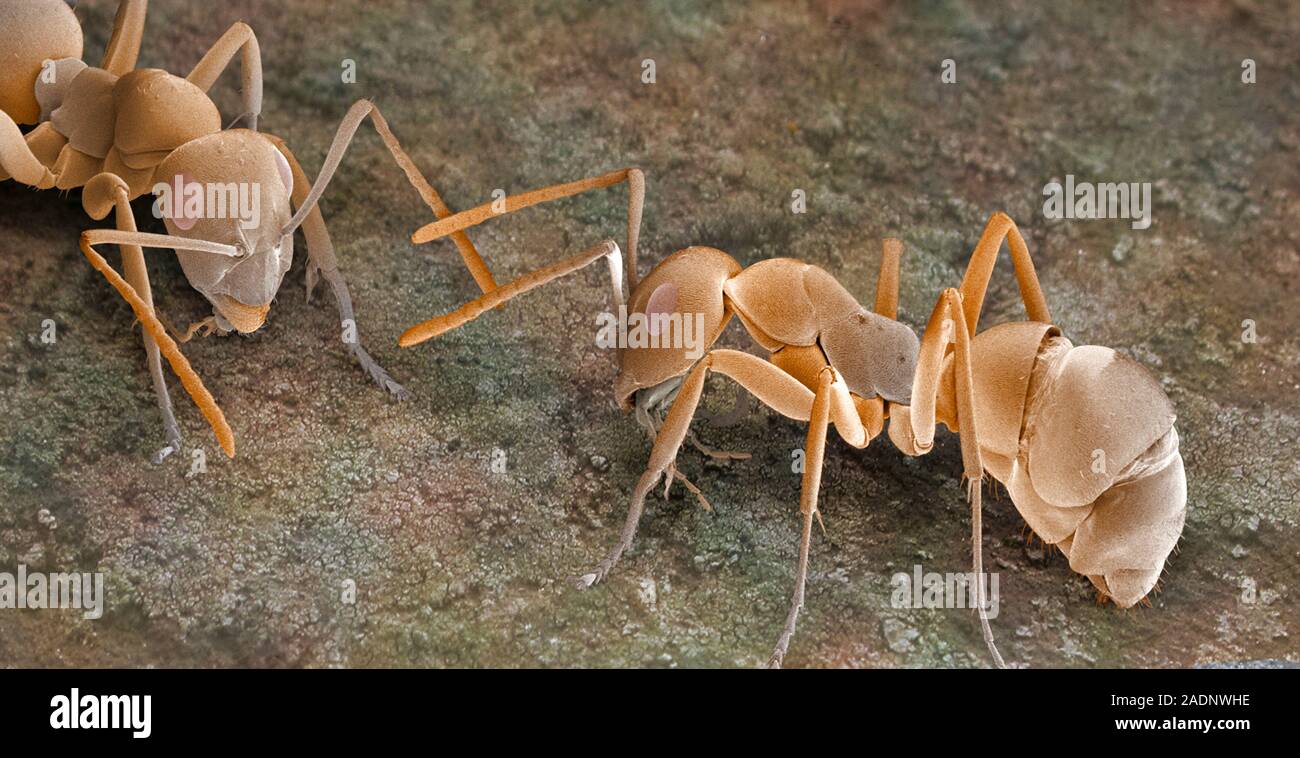 Ant communication. Coloured scanning electron micrograph (SEM) of two ...