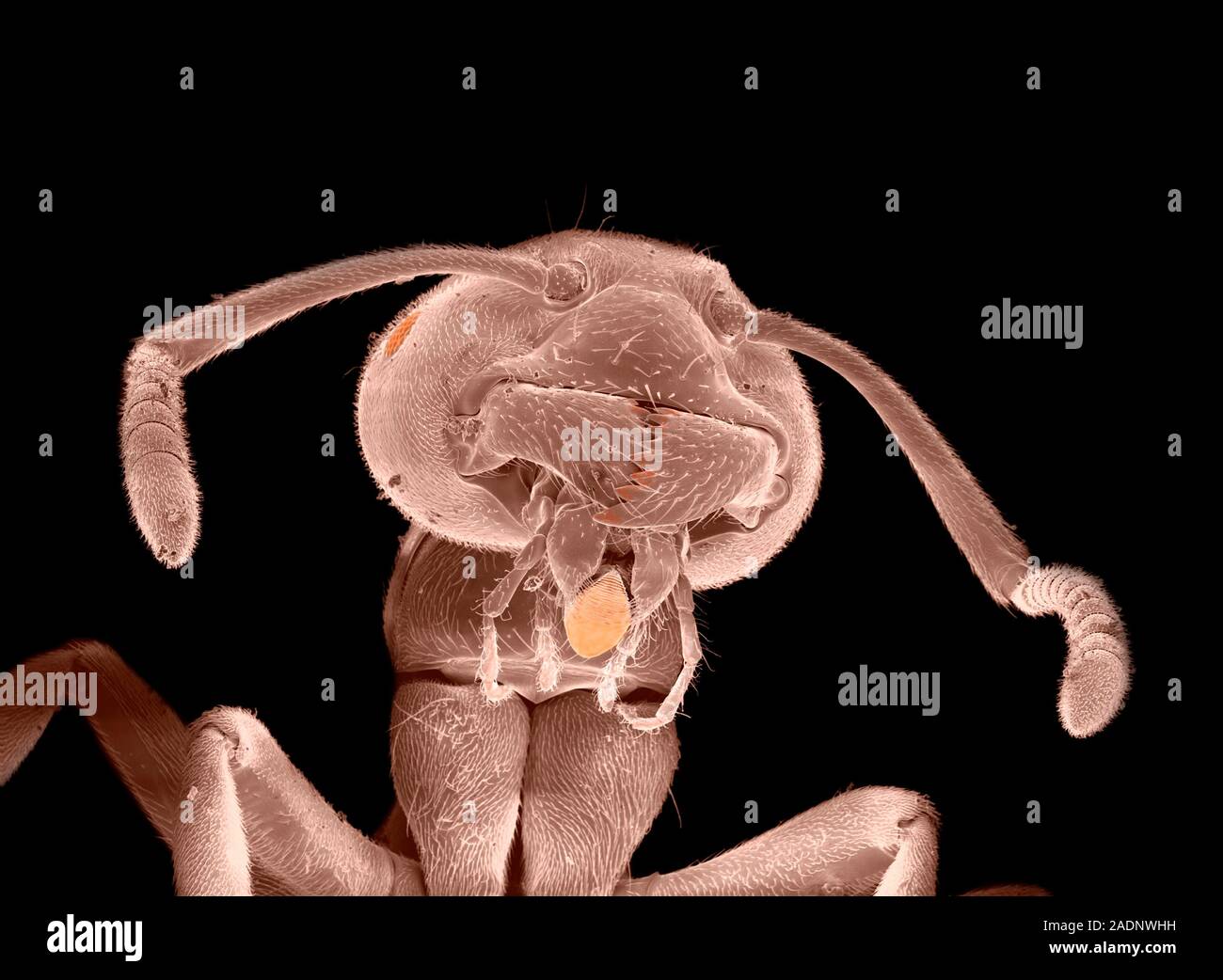 Ant carrying aphid egg. Coloured scanning electron micrograph (SEM) of ...