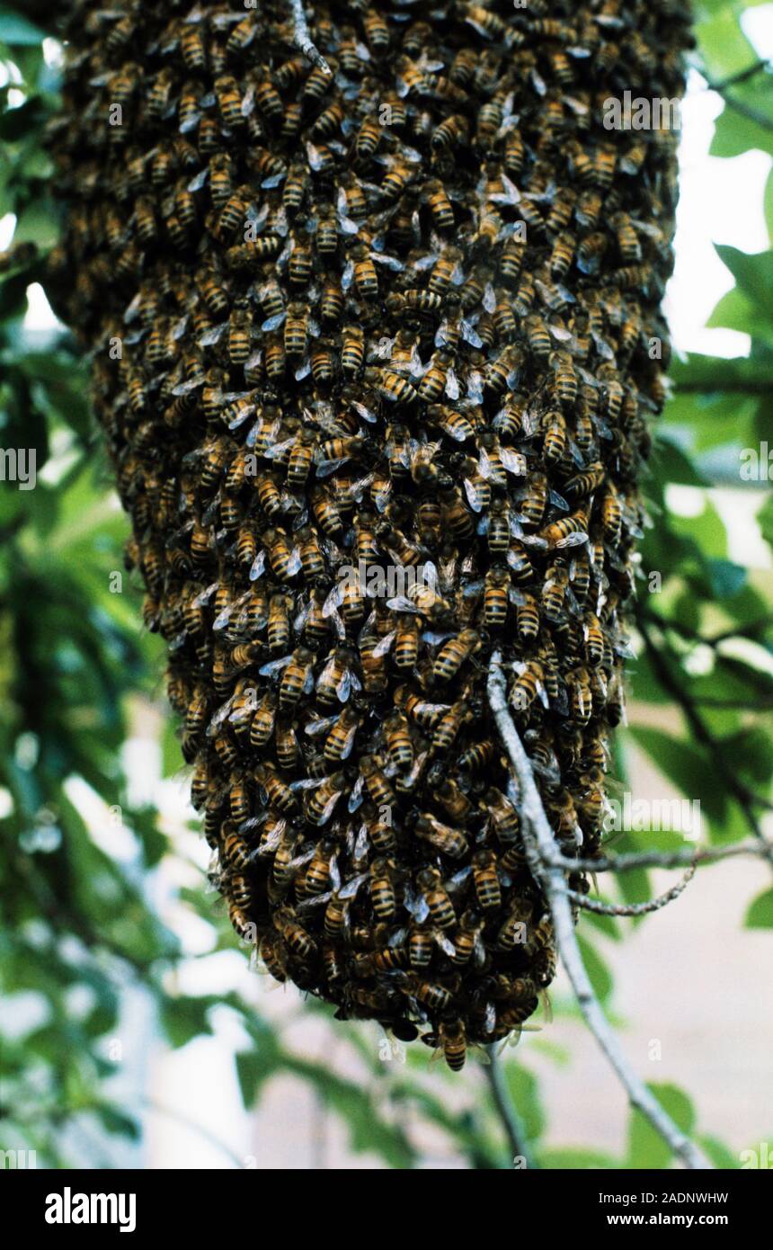 Honey bees (Apis mellifera) swarming. Photographed in Fort Collins ...