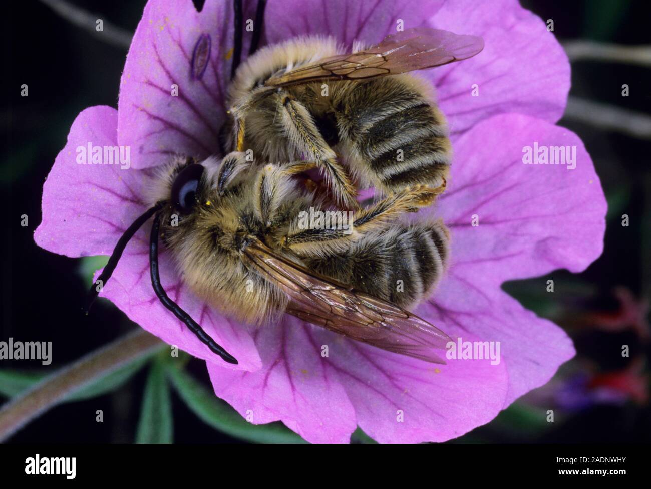 Sleeping bees. Two bees (Eucera sp.) asleep in a flower Stock Photo - Alamy