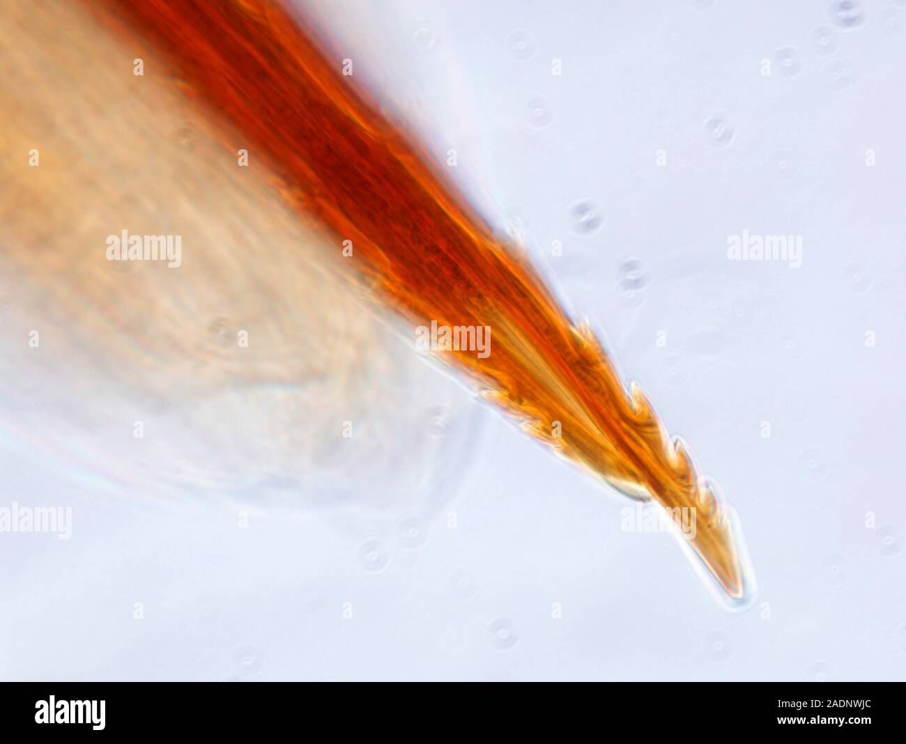 Bee sting. Coloured light micrograph (LM) of the end of the needle-like ...