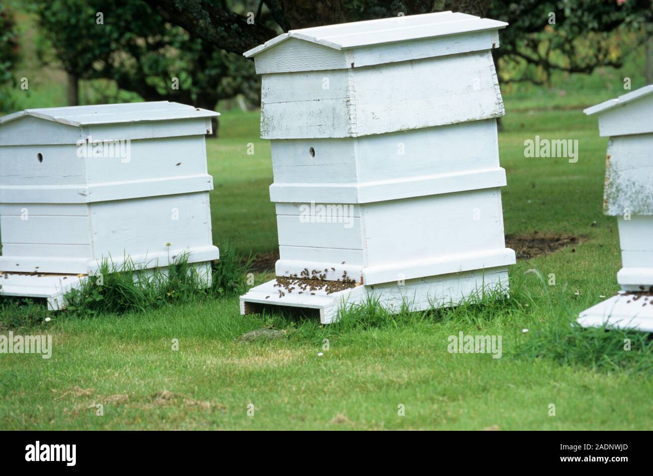 Beehive with honeybees (Apis mellifera) entering and leaving. Beehives ...