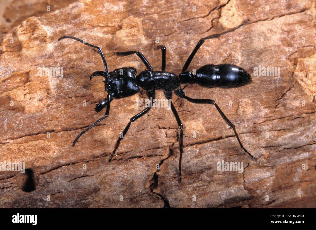 Dinoponera ant. Dinoponera ants are hunter ants from South America ...