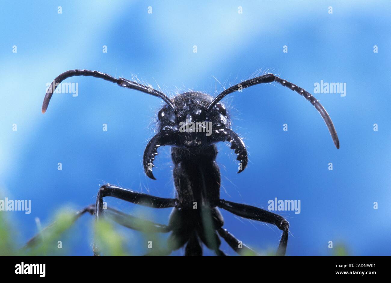 Dinoponera ant head. The large cutting mandibles are clearly seen. This is a Dinoponera gigantea ...