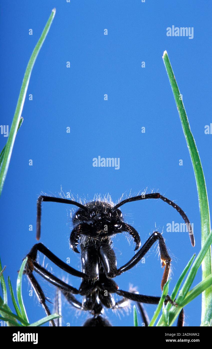 Dinoponera ant head. The large cutting mandibles are clearly seen. This is a Dinoponera gigantea ...