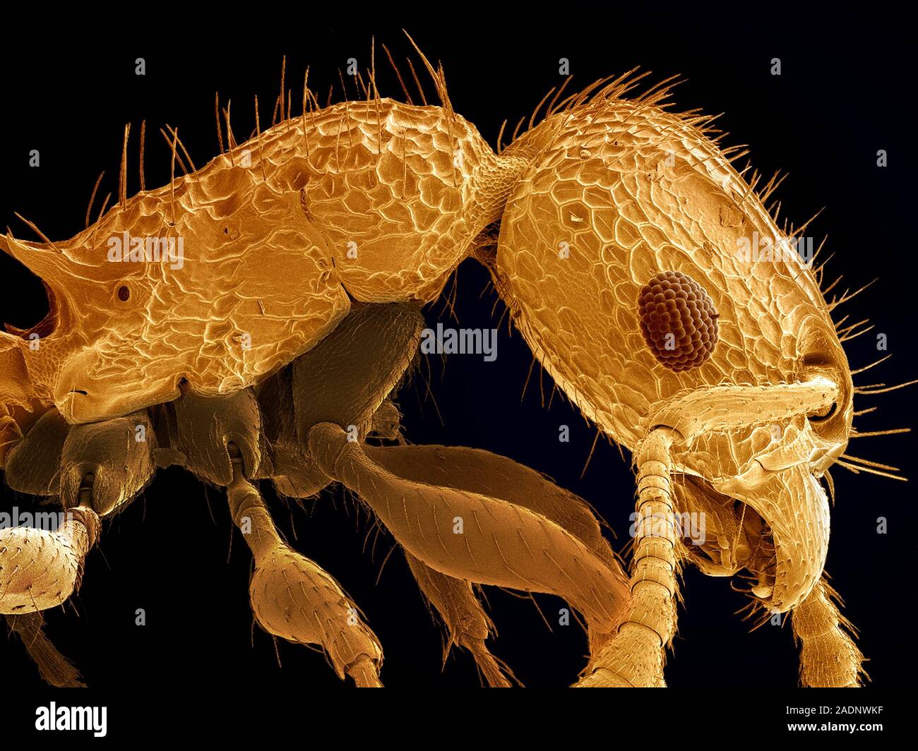 Ant. Coloured scanning electron micrograph (SEM) of part of an ant ...
