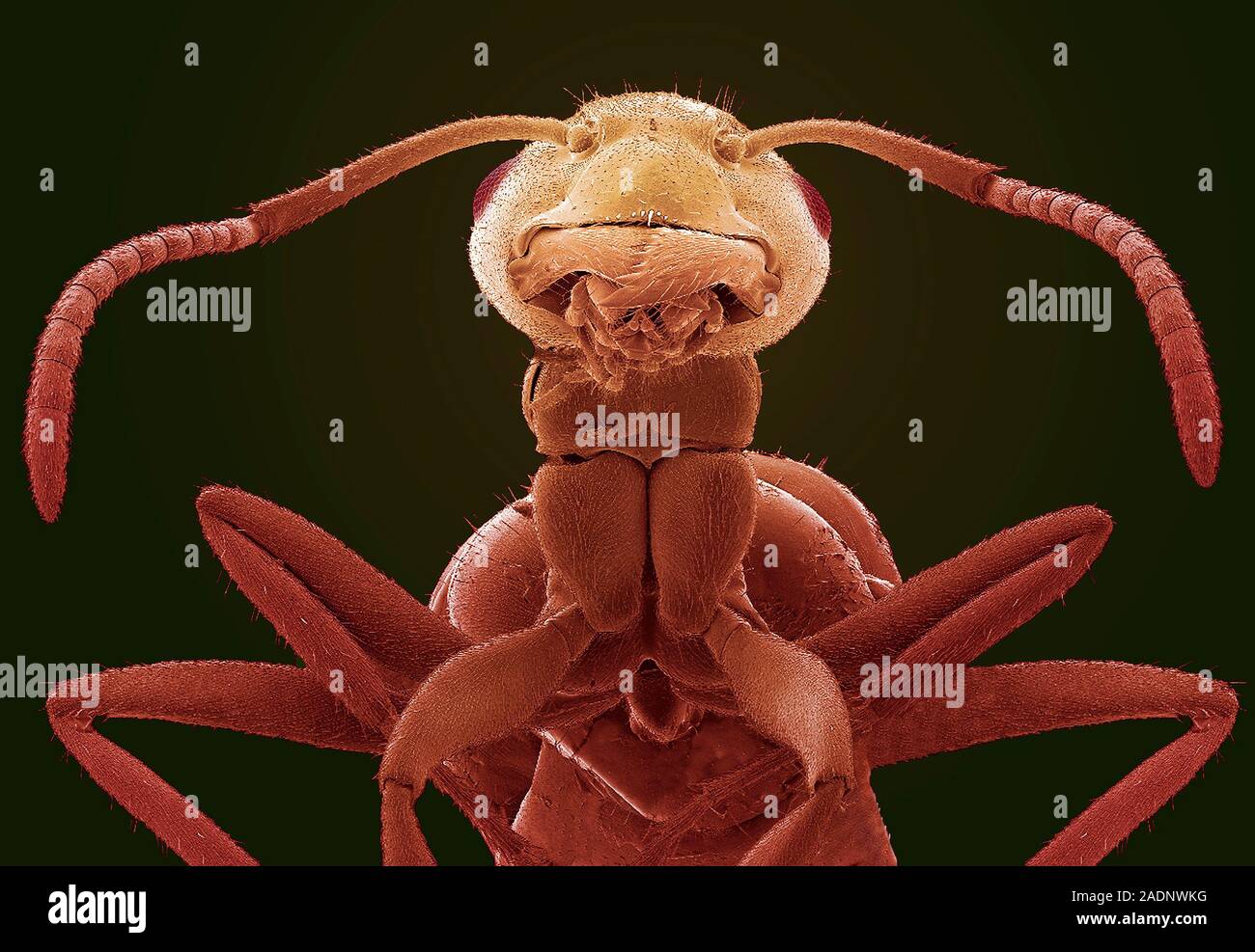 Ant. Coloured scanning electron micrograph (SEM) of the underside of an ...