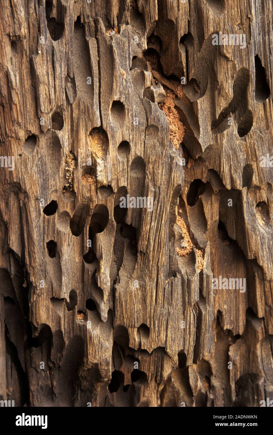 Carpenter bee nest. Holes in rotting wood formed by nesting Xylocopa ...