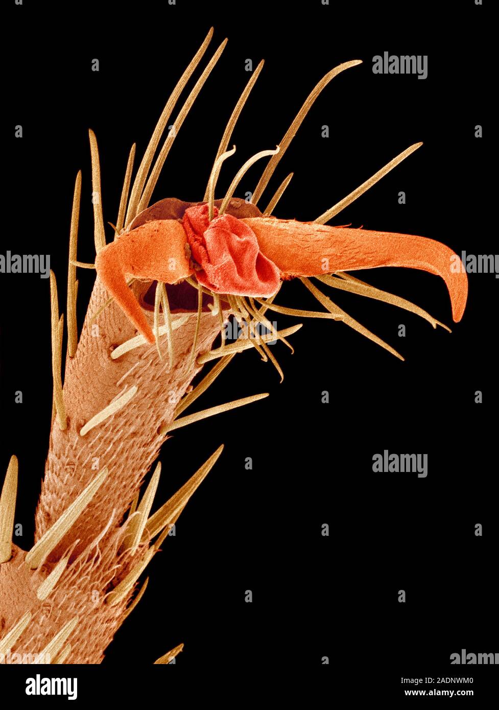 Ant foot. Coloured scanning electron micrograph (SEM) of the tip of a ...