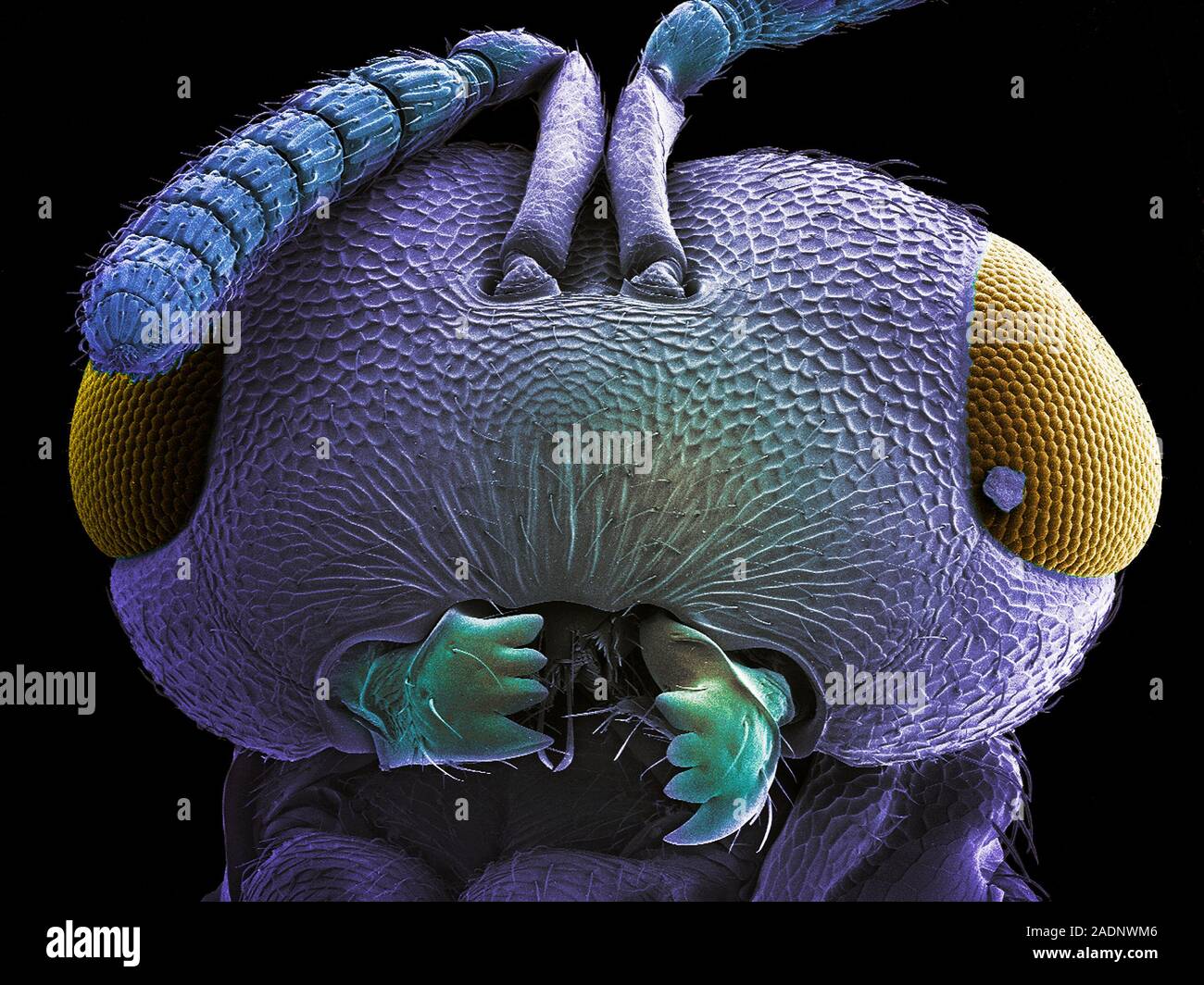 Wasp head. Coloured scanning electron micrograph (SEM) of a wasp's head ...