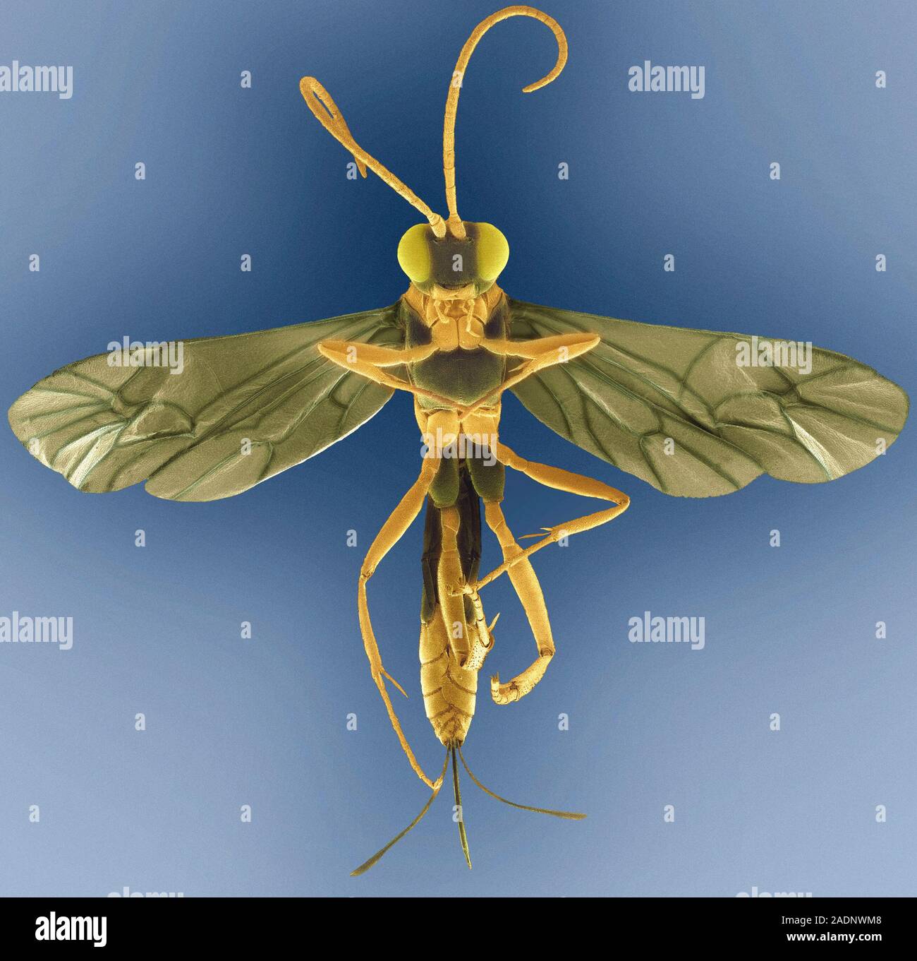 Wood wasp, coloured scanning electron micrograph (SEM). This wasp, also ...