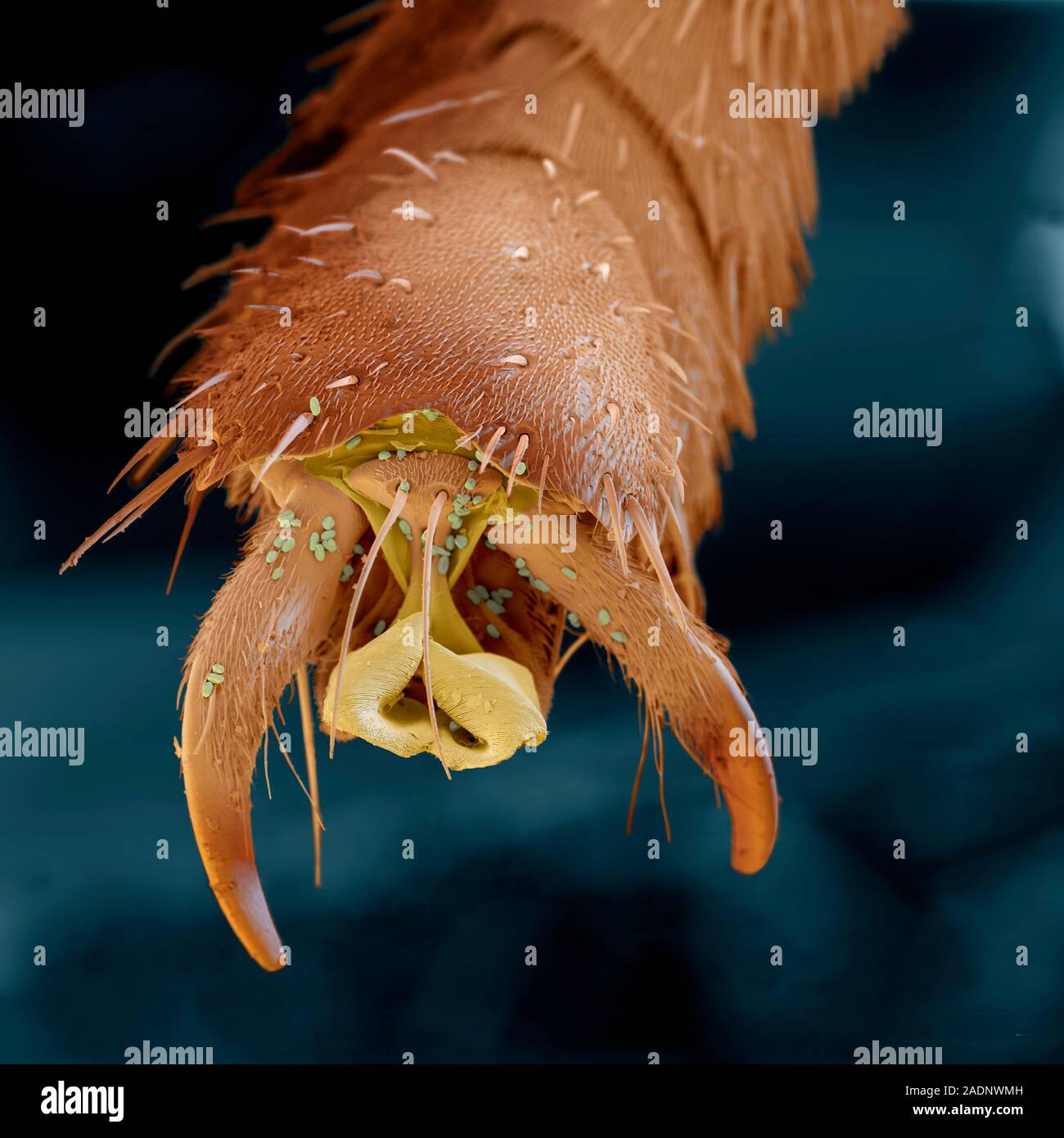 Hornet foot. Coloured scanning electron micrograph (SEM) of the tip of ...