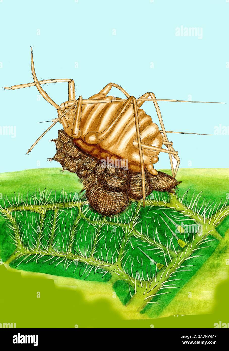 Parasitised aphid (Microlophium carnosum) on a nettle leaf, artwork. It ...