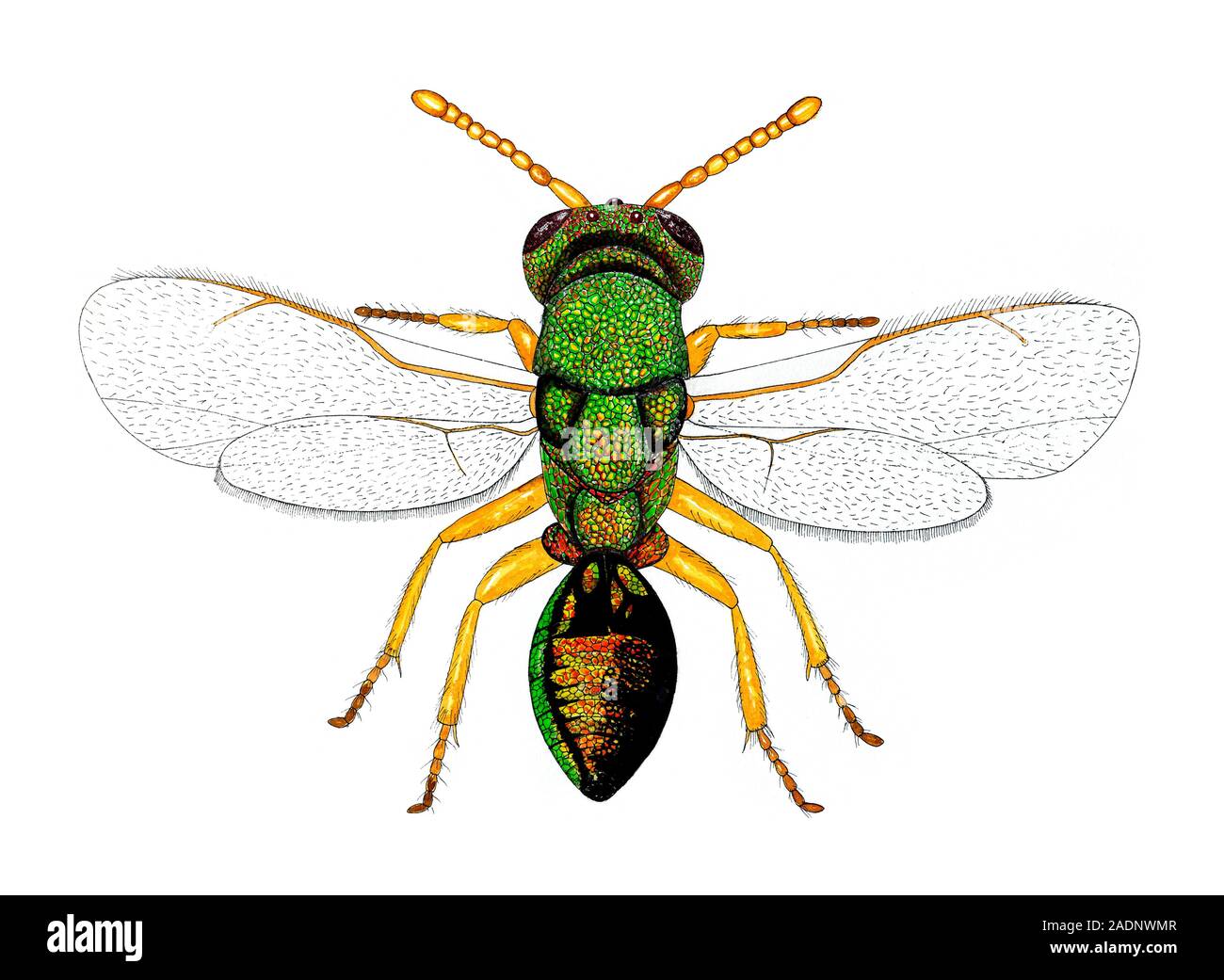 Parasitic wasp. Artwork of a chalcid wasp (Pteromalus sp.). This ...